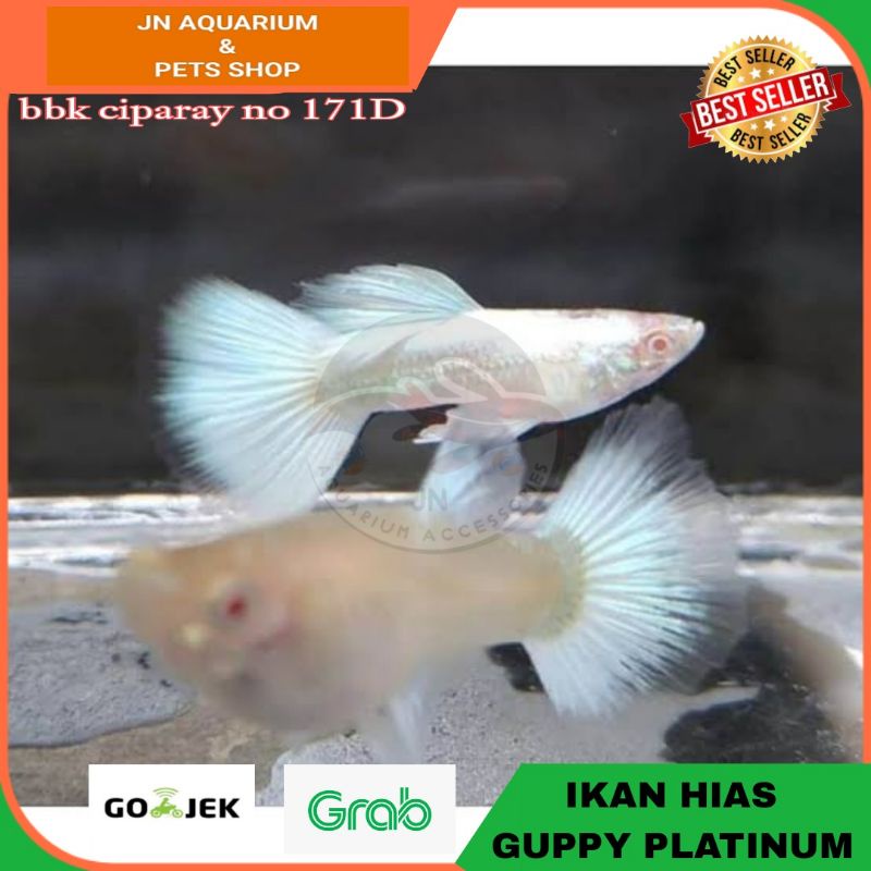 Jual IKAN HIAS GUPPY PLATINUM AIR TAWAR AQUARIUM AQUASCAPE | Shopee Indonesia