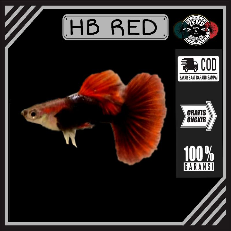 Jual HB Red pasangan hiasan akuarium | Shopee Indonesia