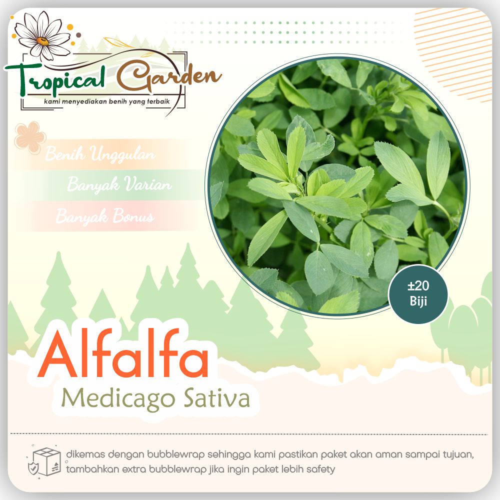 Jual Tropical Garden Benih Biji Rumput Alfalfa Grass Import COD ...