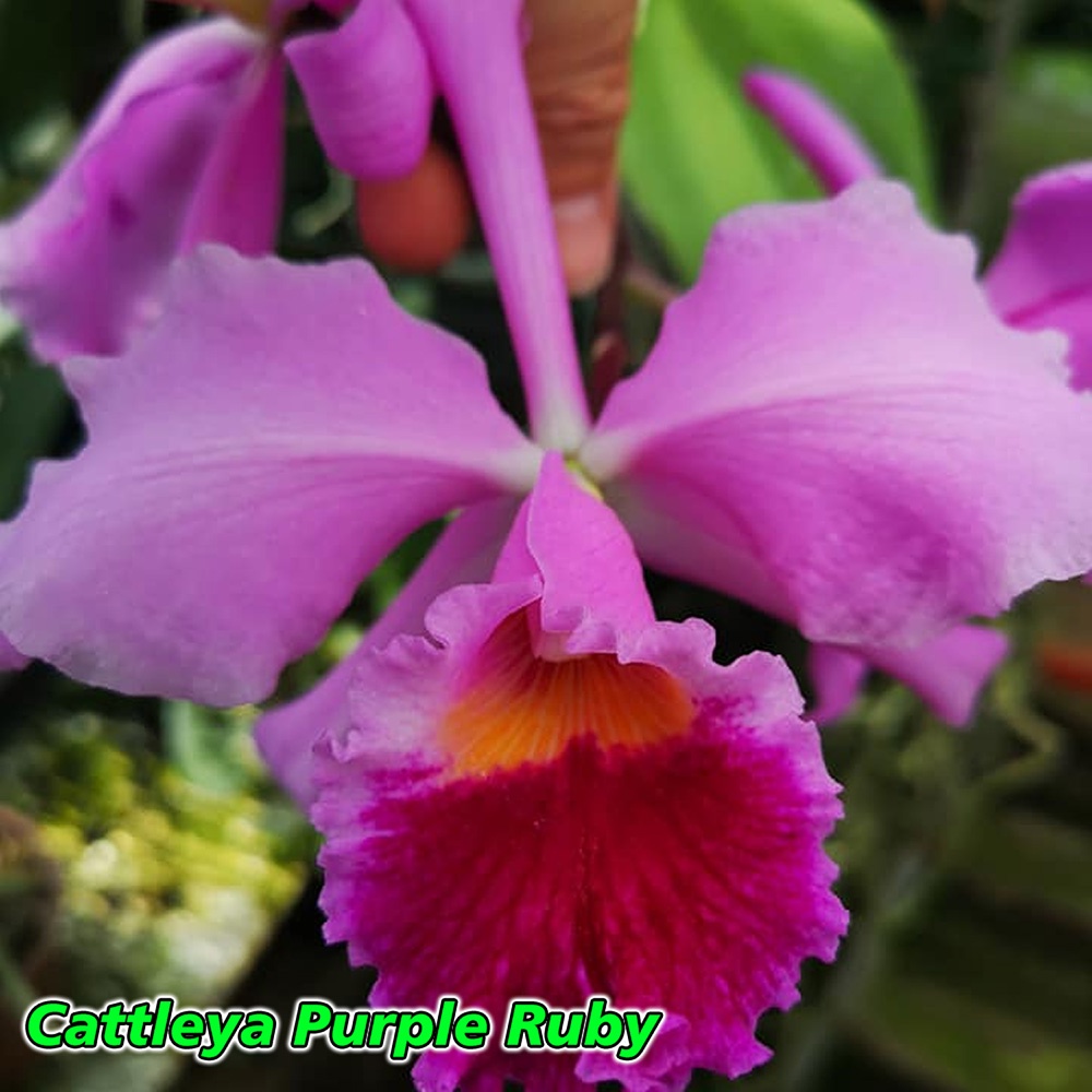 Jual Anggrek Cattleya Dewasa Bunga Besar Siap Bunga | Shopee Indonesia