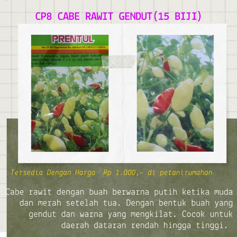 Jual BENIH BIBIT BIJI CABE CABAI RAWIT PUTIH MERAH GENDUT PRENTUL ...