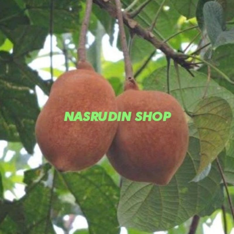 Jual BUAH PICUNG UTUH / BUAH KLUWEK MENTAH UKURAN KECIL 500 gr up ...