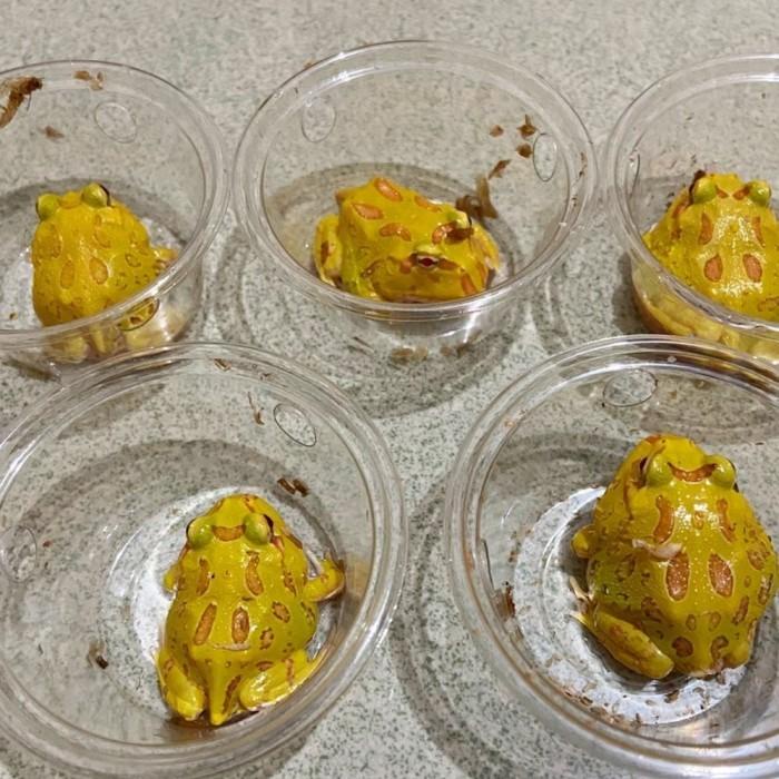 Jual pacman frog albino kodok bukan katak dumpy frog | Shopee Indonesia
