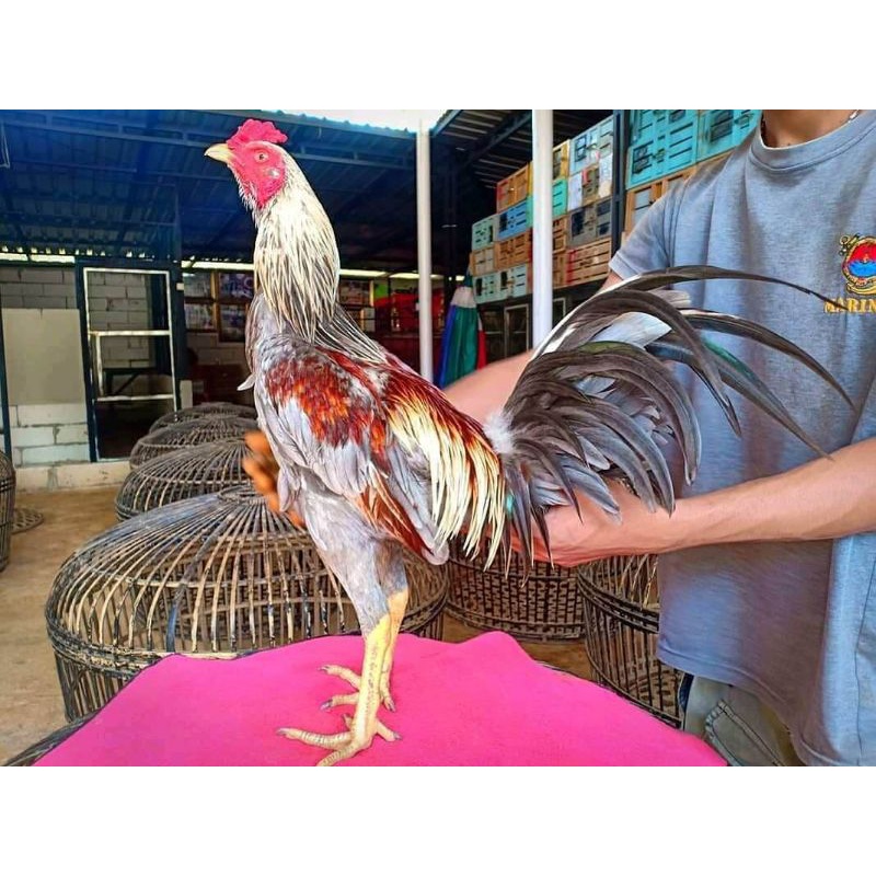 Jual telur ayam pama ninja IQ F1/telur vertil ayam petarung | Shopee ...