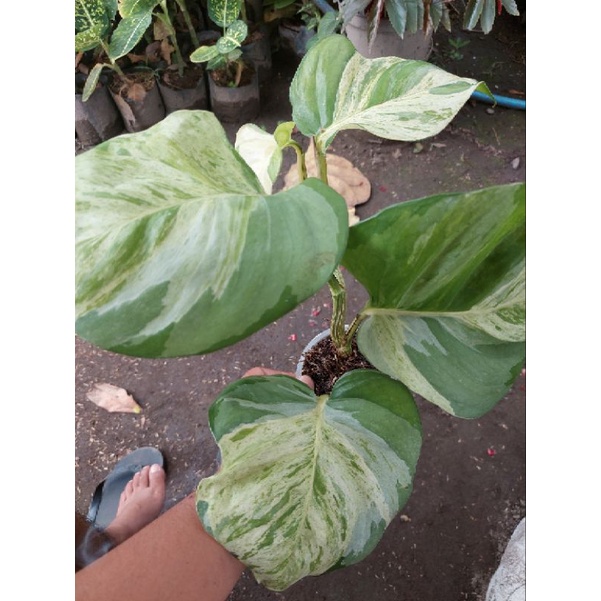 Jual Tanaman hias epipremnum manjula sirih manjula | Shopee Indonesia Jual Tanaman hias epipremnum manjula sirih manjula | Shopee Indonesia
