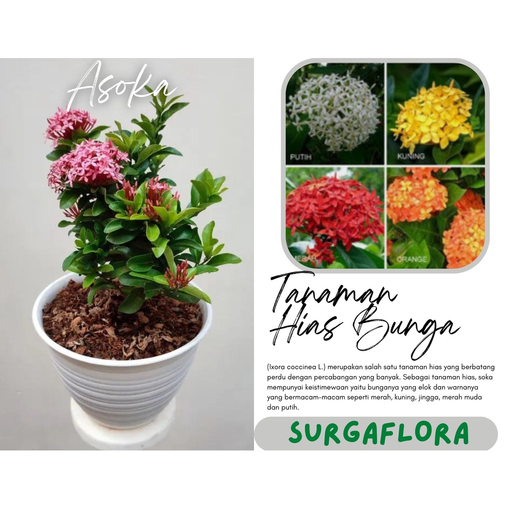 Jual Bunga Asoka Sudah Berbunga India Tanaman Hias Bunga Soka India ...