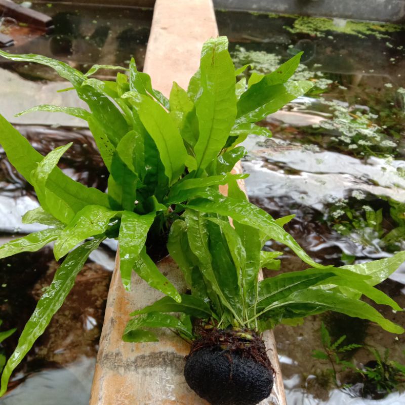 Jual Kadaka Java Fern Media Wabikusa Tanaman Aquascape Low Co2 | Shopee ...