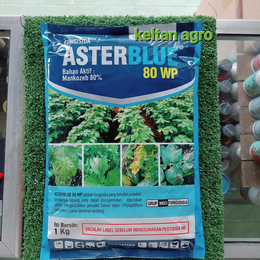 Jual ASTER BLUE 80 WP ( 1 kg ) | Shopee Indonesia