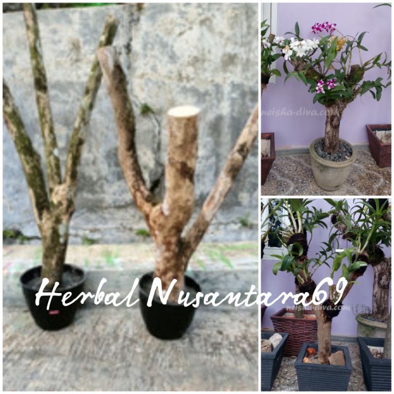 Jual Kayu Kopi Bercabang Media Tanam Anggrek Tinggi 70cm | Shopee Indonesia