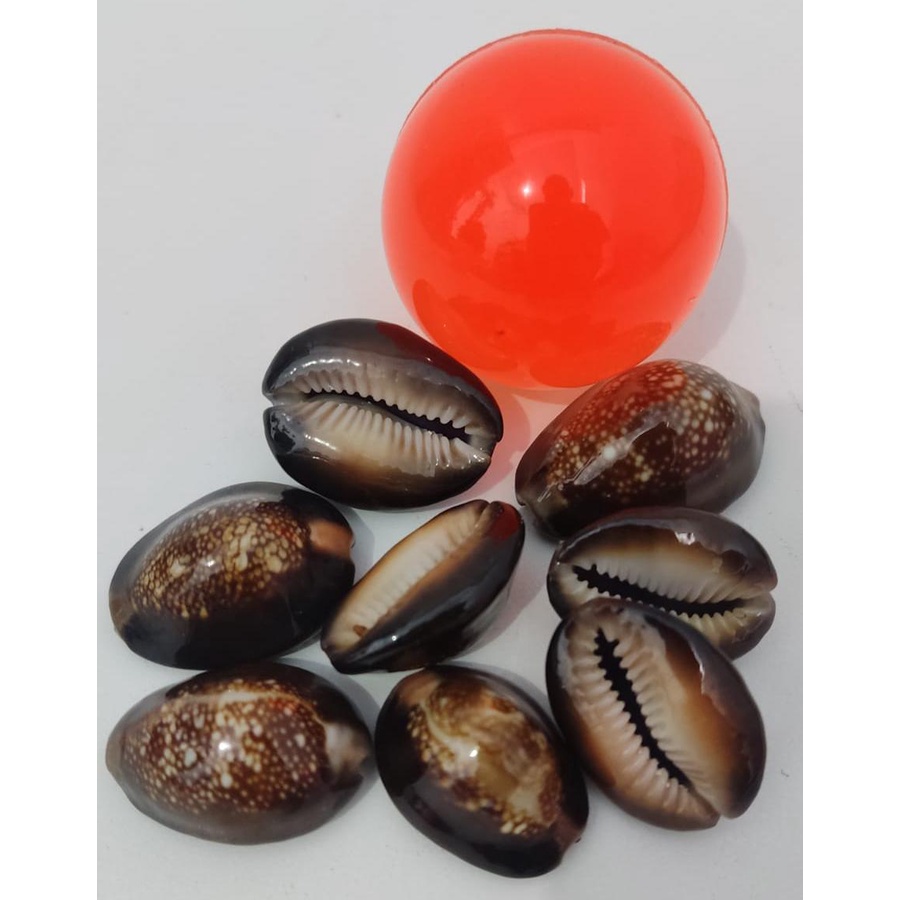 Jual Mainan Bola Bekel Plus 8 Biji Kerang Asli | Shopee Indonesia