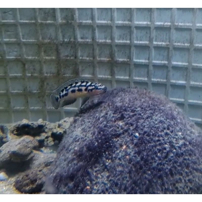 Jual Julidochromis Transcriptus / cichild / tanganyika / siklid ...