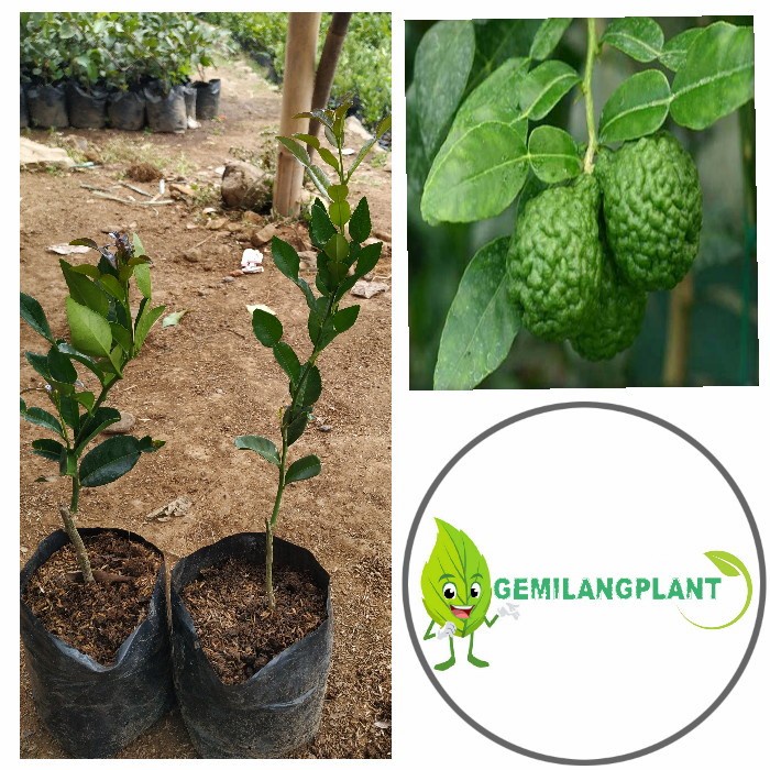 Jual Bibit Pohon Jeruk Purut - Tanaman Jeruk Purut - Buah Jeruk DDD ...