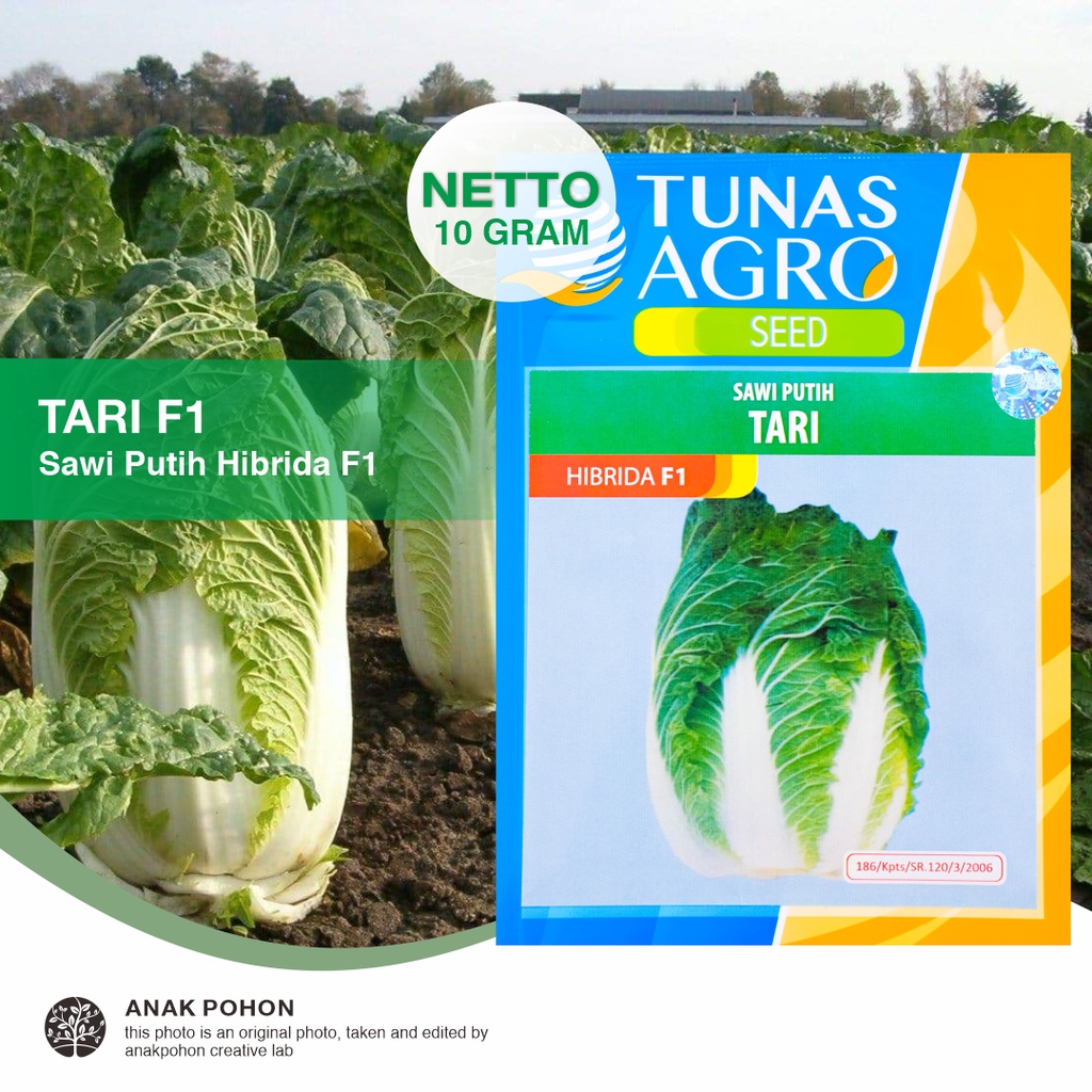 Jual (1 PACK) Benih Sawi Putih Tari F1 Hibrida Chinese Cabbage Seeds ...