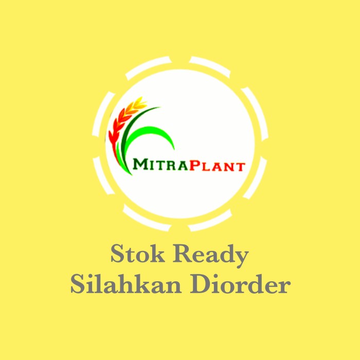 Jual Bibit Pohon Menteng Jumbo - Buah Menteng - Tanaman Menteng Besar ...