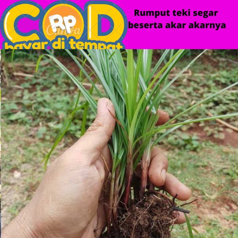 Jual Rumput teki segar beserta akar akarnya 500 gram | Shopee Indonesia