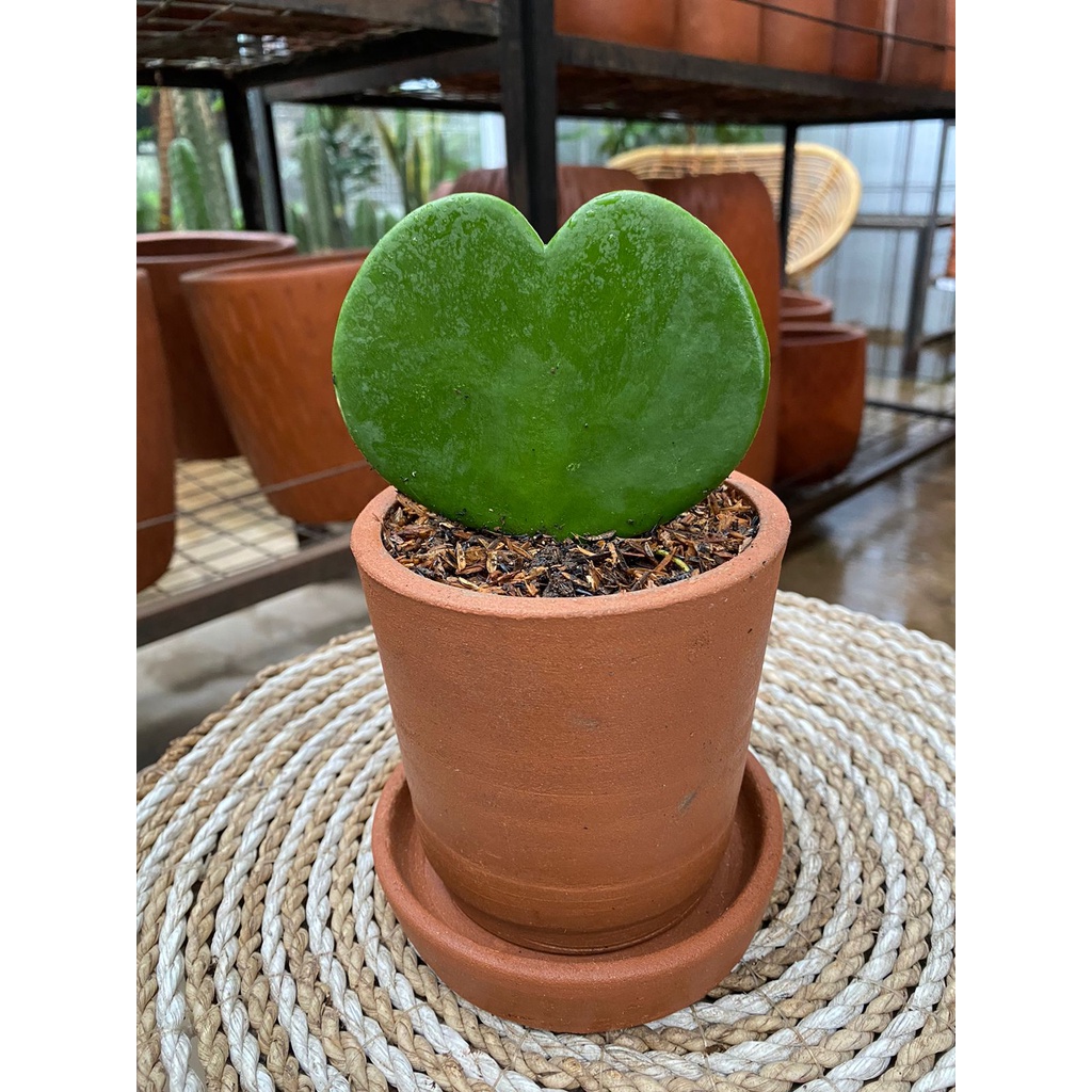 Jual Hoya Kerri Love Hijau | Shopee Indonesia