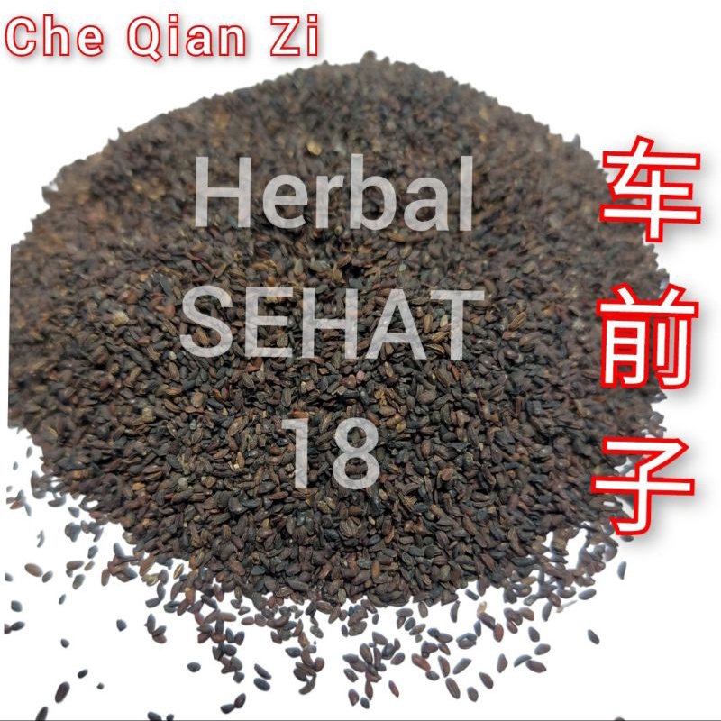 Jual Che Qian Zi 100 Gram Cha Cien Ci - Semen Plantaginis Plantain Seed ...