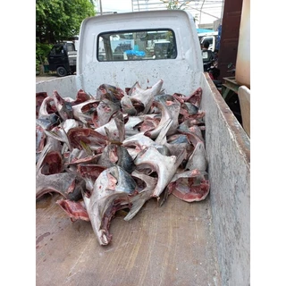 Jual Rahang Tuna Terlengkap & Harga Terbaru Juni 2025 | Shopee Indonesia