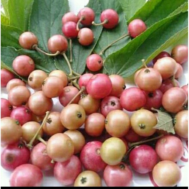 Jual Buah Kersen/Ceri/Kersem/Kerukup Siam Fresh 50 biji | Shopee Indonesia