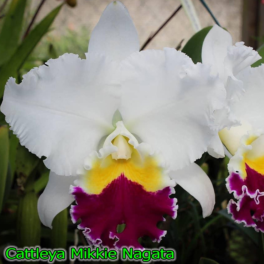 Jual Anggrek Cattleya Dewasa Bunga Besar Siap Bunga | Shopee Indonesia