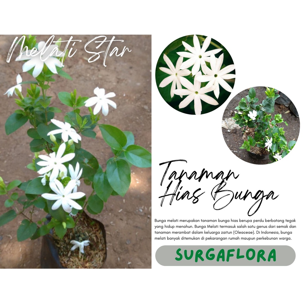 Jual Tanaman Hias Bunga Melati Bintang / Star Jasmine - Melati Wangi ...