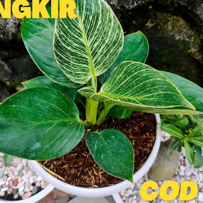 Jual ♞ Philo Birkin / Philodendron birkin / philo / Birkin | Shopee ...