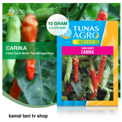 Jual Benih Cabai Rawit CARIKA Cabe Rawit Merah Pedas Tipe Merunduk ...