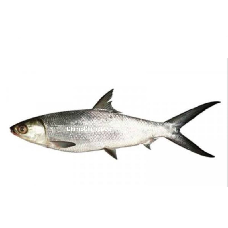 Jual IKAN BANDENG SEGAR / FRESH MILK FRESH | Shopee Indonesia