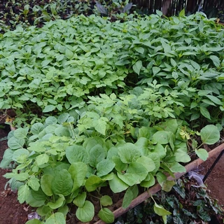 Produk Kebun Muklis | Shopee Indonesia