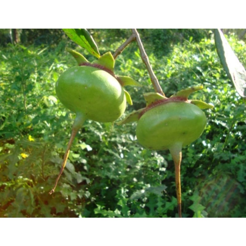 Jual BUAH PEDADA {SONNERATIACEACE} | Shopee Indonesia