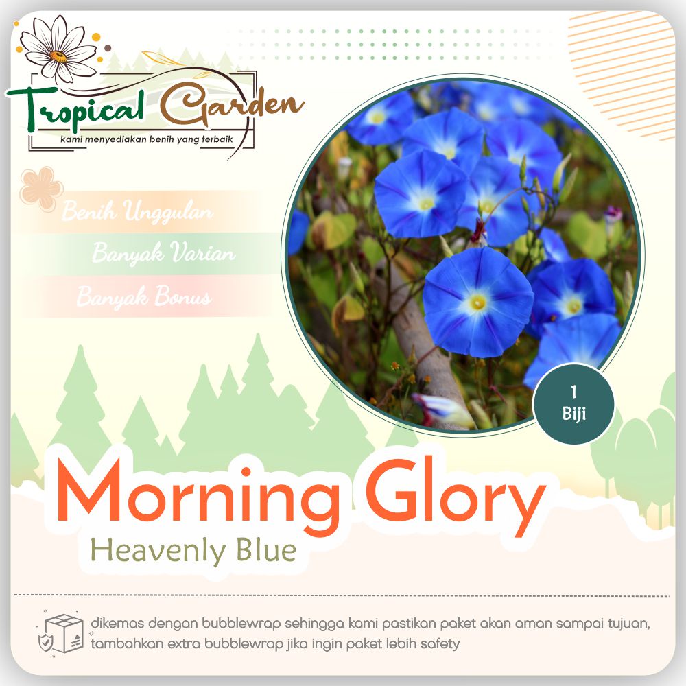 Jual Tropical Garden Benih Bunga Morning Glory Heavenly Blue Import COD ...