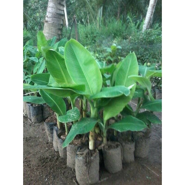 Jual bibit pohon pisang- pohon pisang raja | Shopee Indonesia