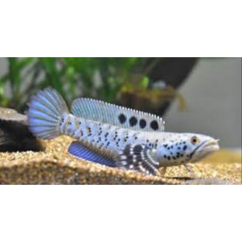 Jual Orna Yelow lips Red Fin 8-10cm Premium full pelet | Shopee Indonesia