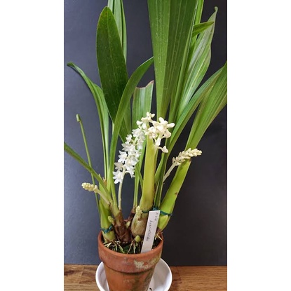 Jual Anggrek Eria hyacinthoides |anggrek spesies | Shopee Indonesia