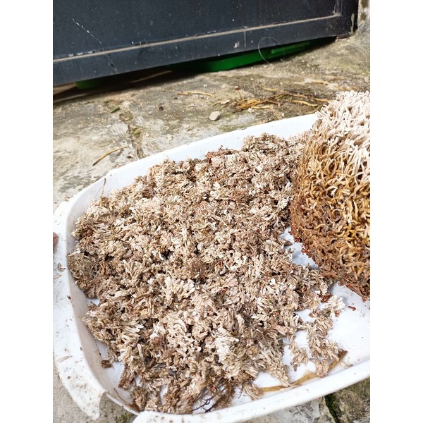 Jual biang JAKABA super, 100% berhasil | Shopee Indonesia