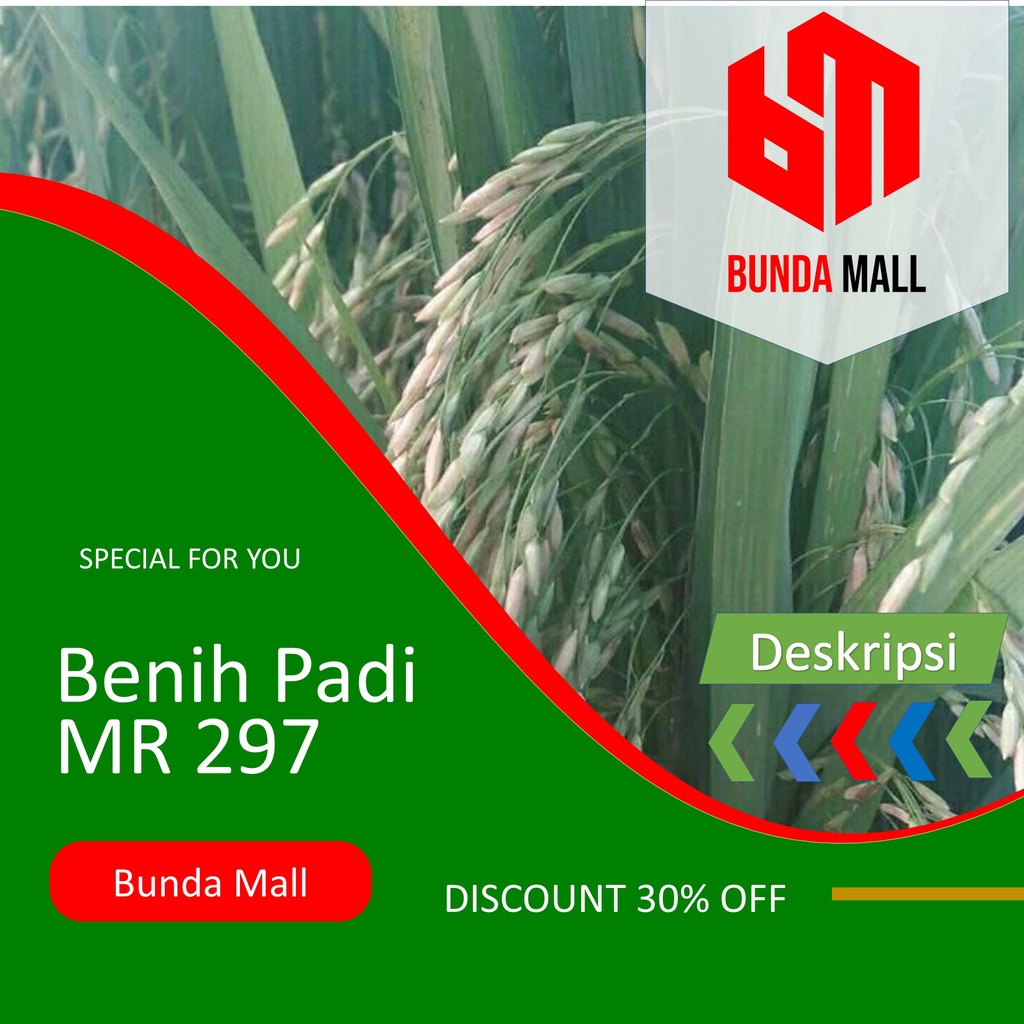 Jual BENIH PADI MR 297 BIBIT PADI UNGGUL KEMASAN 5 KG | Shopee Indonesia