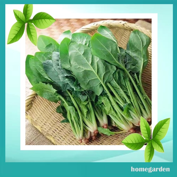 Jual Bibit Bayam Benih Bayam Horenzo Bayam Hijau Bibit Bayam Jepang ...