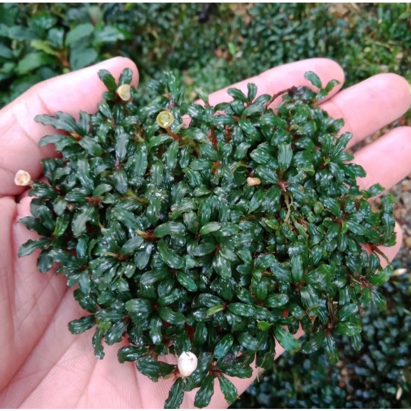 Jual bucep mini coinn / clamm | Shopee Indonesia