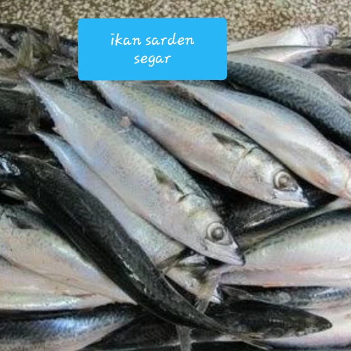 Jual Ikan Sarden Basah 500 gram | Shopee Indonesia