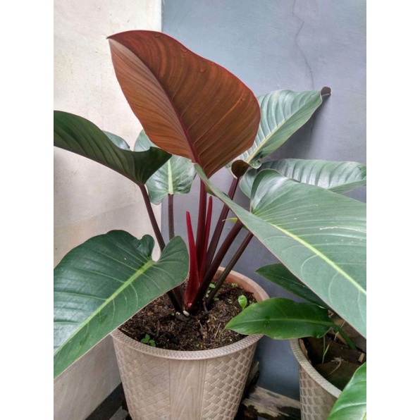 Jual Tanaman hias philodendron Red Congo/Philo Red Congo | Shopee Indonesia