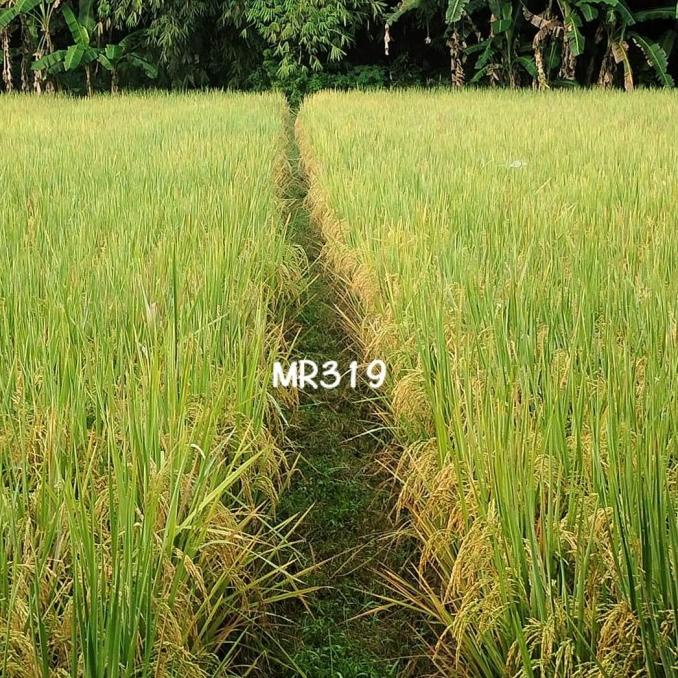 Jual BENIH PADI MR 319 BIBIT PADI UNGGUL MR319 KEMASAN 5 KG | Shopee ...