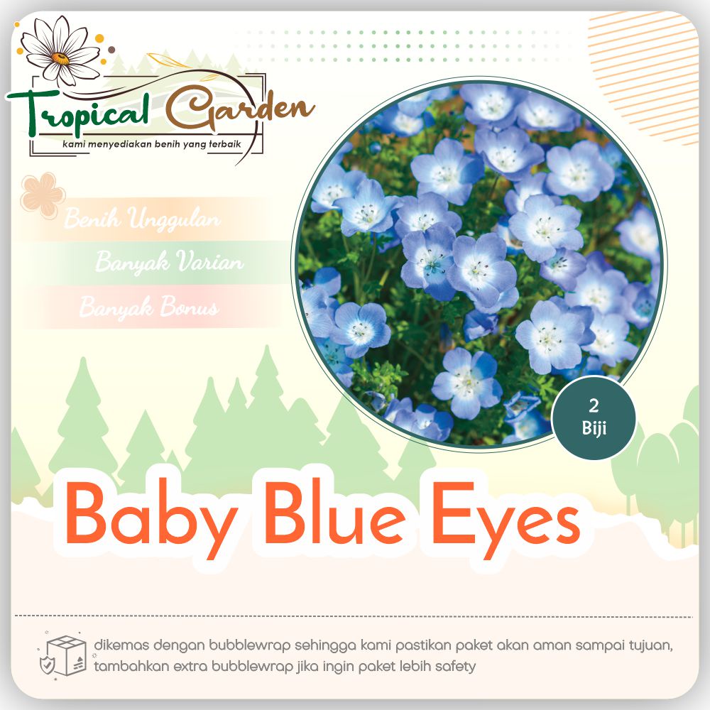 Jual Tropical Garden Benih Bunga Baby Blue Eyes Biji Bunga Import COD ...
