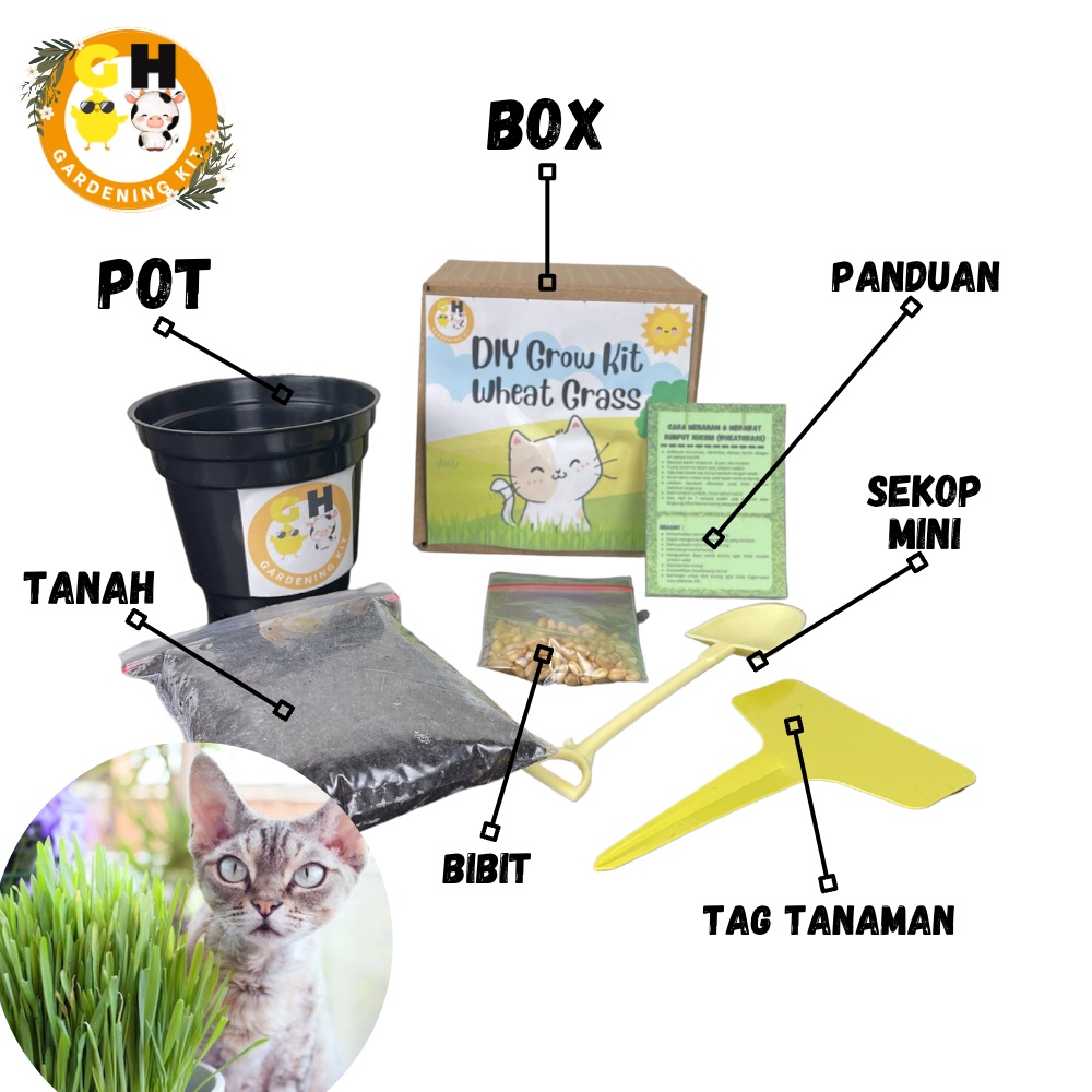 Jual Mainan Edukasi Montessori DIY Berkebun Sayur Souvenir Grow Kit ...