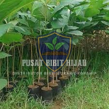 Jual Bibit Jati Mas Pohon Kayu Berkualitas Tinggi | Shopee Indonesia