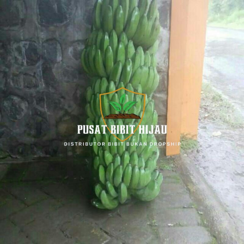 Jual Bibit Pisang Raja Wuluh Premium Unggul | Shopee Indonesia