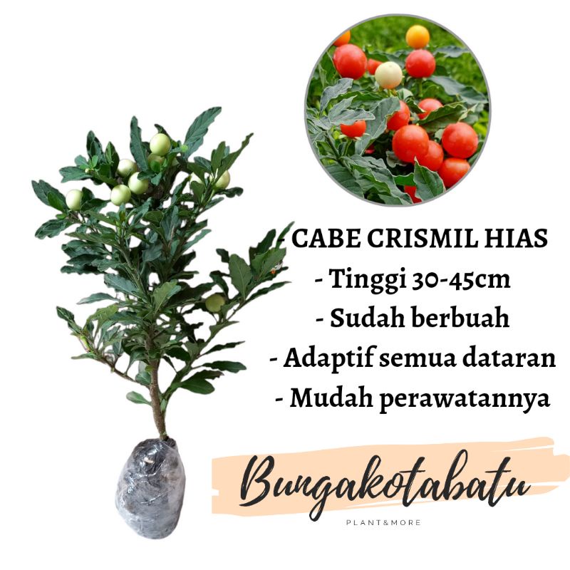 Jual Tanaman Hias Cabe Cabai Crismil / Krismil Lombok Udel | Shopee ...