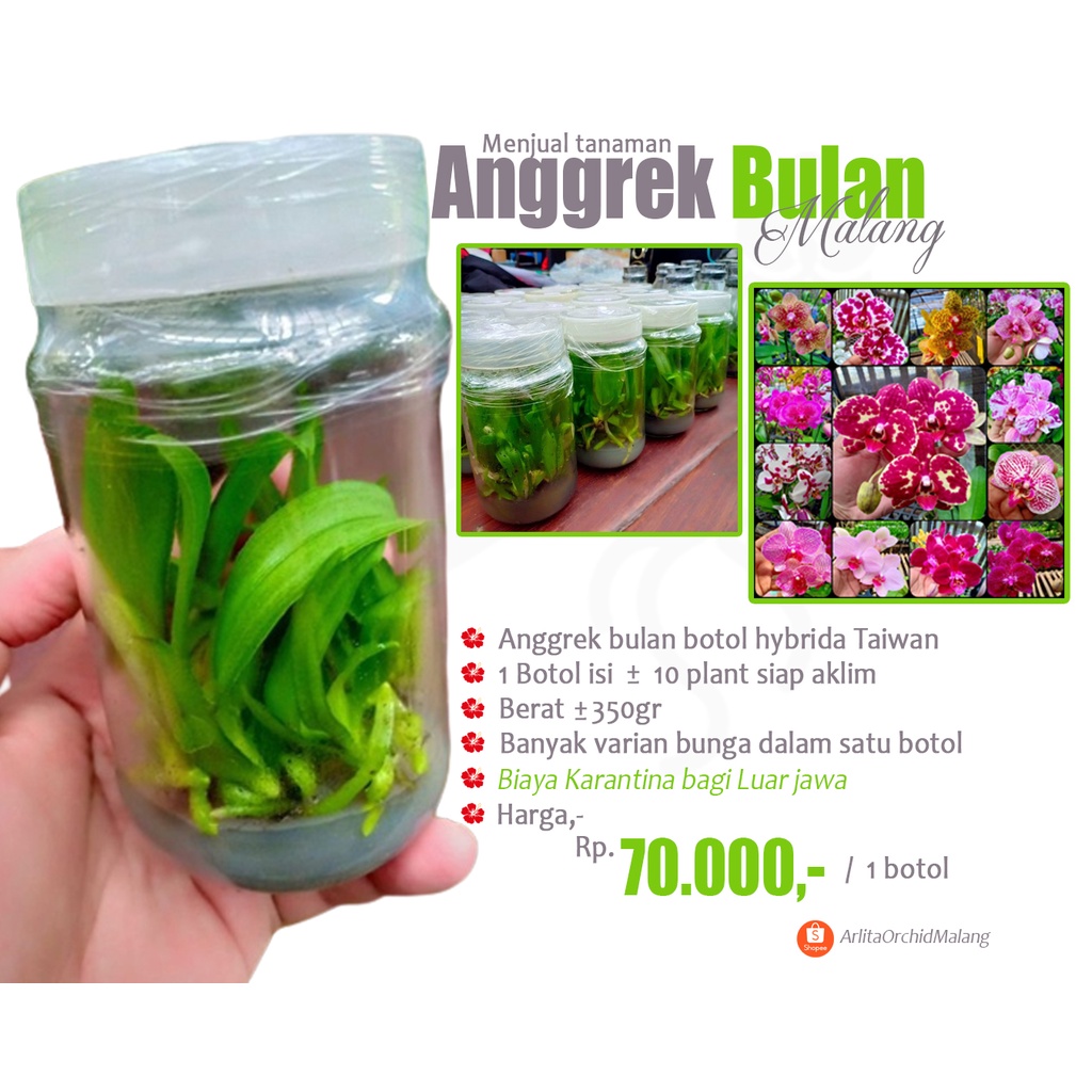 Jual ANGGREK BULAN BOTOL HYBRIDA TAIWAN | Shopee Indonesia