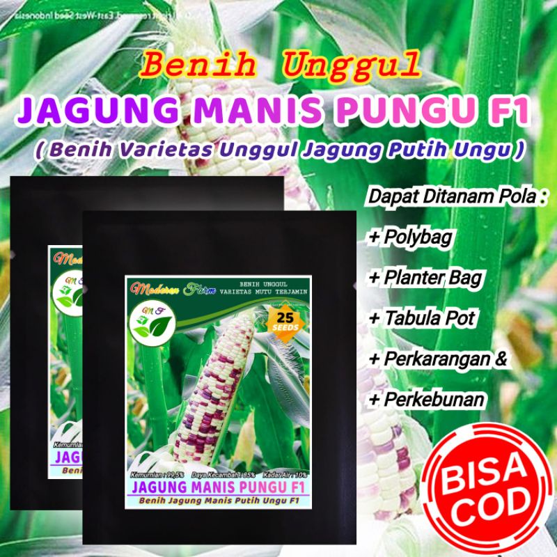 Jual BENIH JAGUNG MANIS PUNGU / PUTIH UNGU F1 | Shopee Indonesia