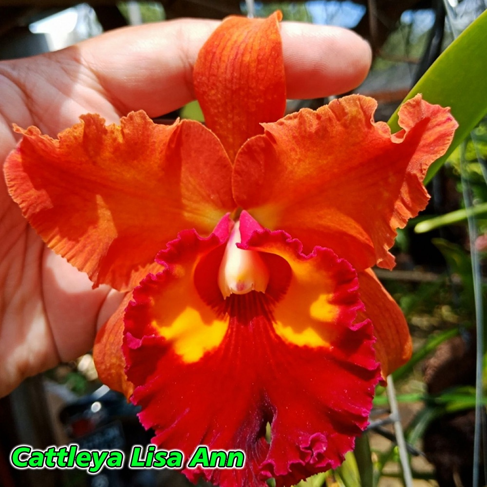 Jual Anggrek Cattleya Dewasa Bunga Besar Siap Bunga | Shopee Indonesia