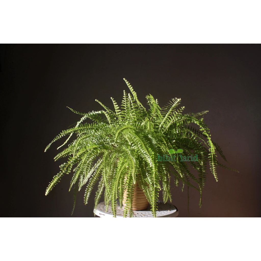 Jual Pakis Boston, Nephrolepis exaltata | Shopee Indonesia